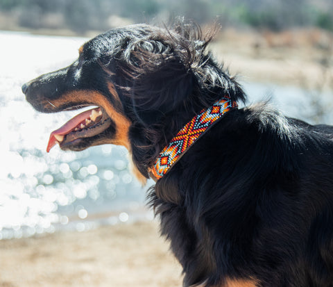 Dog Days of Summer! The Paw Tribe Dog Collar Pop-Up | J. Landa